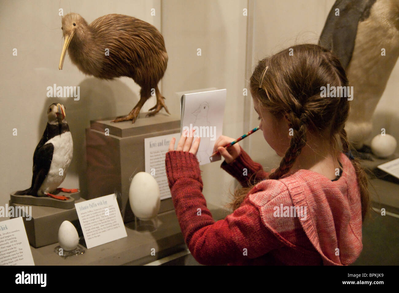 8 year old girl makes a sketch of a puffin at a science museum exhibit ...