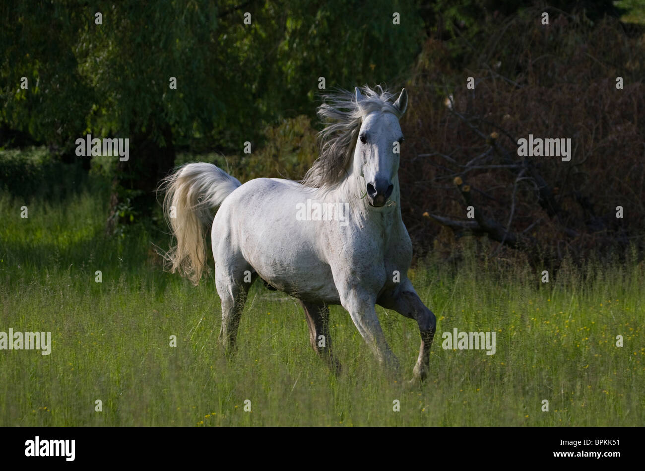 Horse gallop hi-res stock photography and images - Alamy