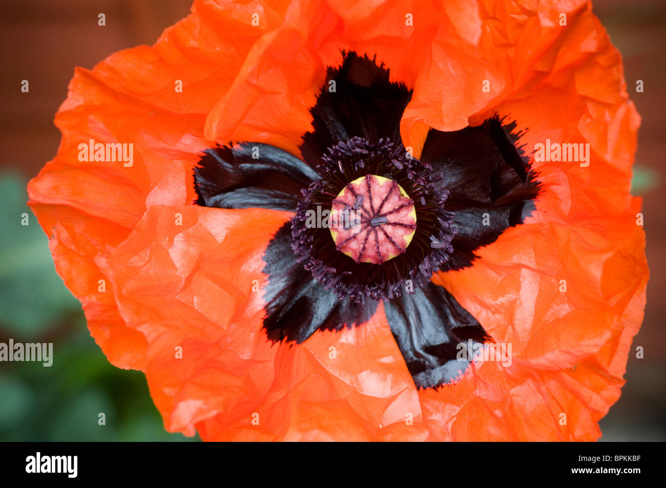 Poppy oriental poppy hi-res stock photography and images - Alamy