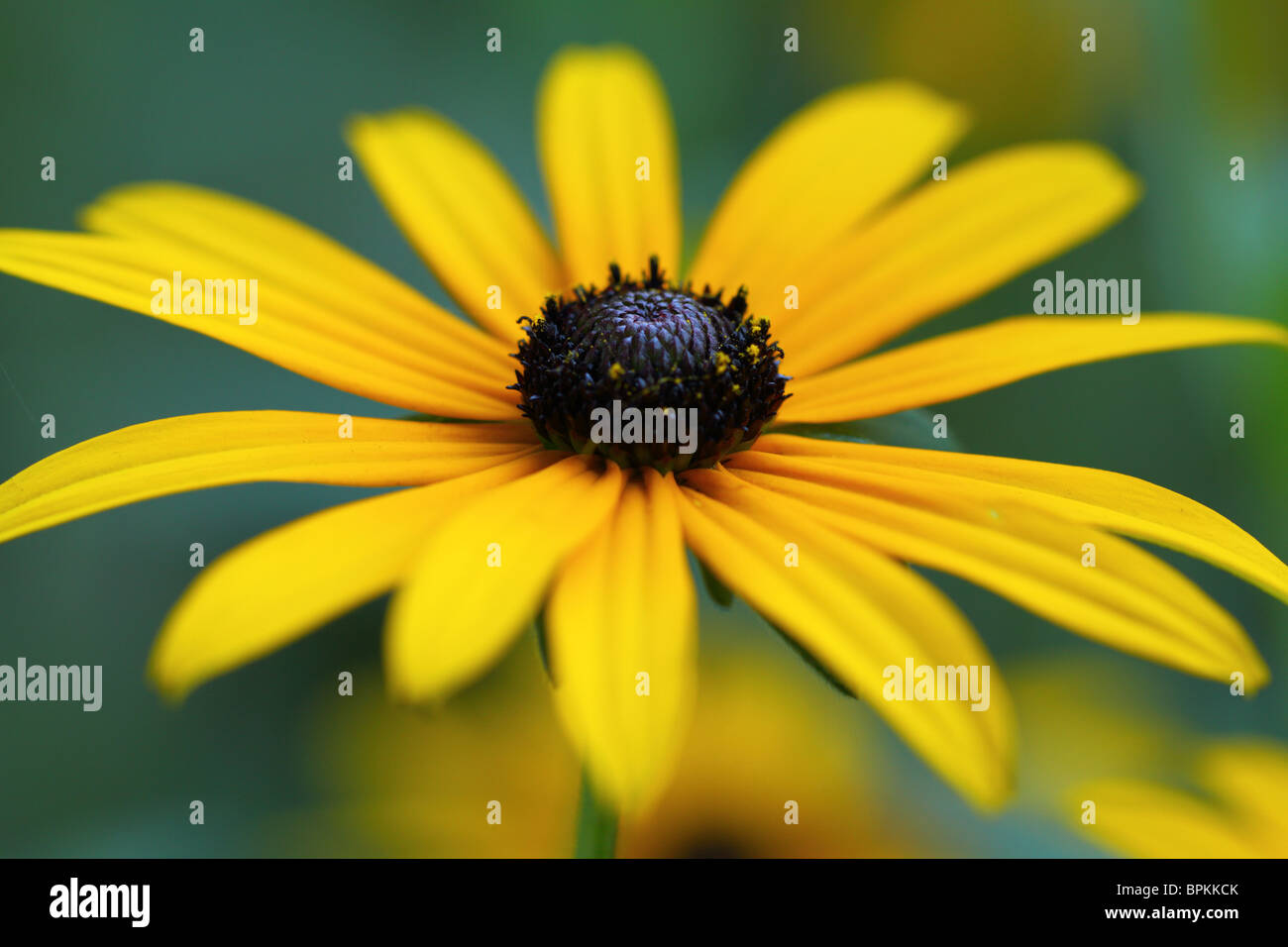 Yellow rudbeckia flower close up Stock Photo - Alamy