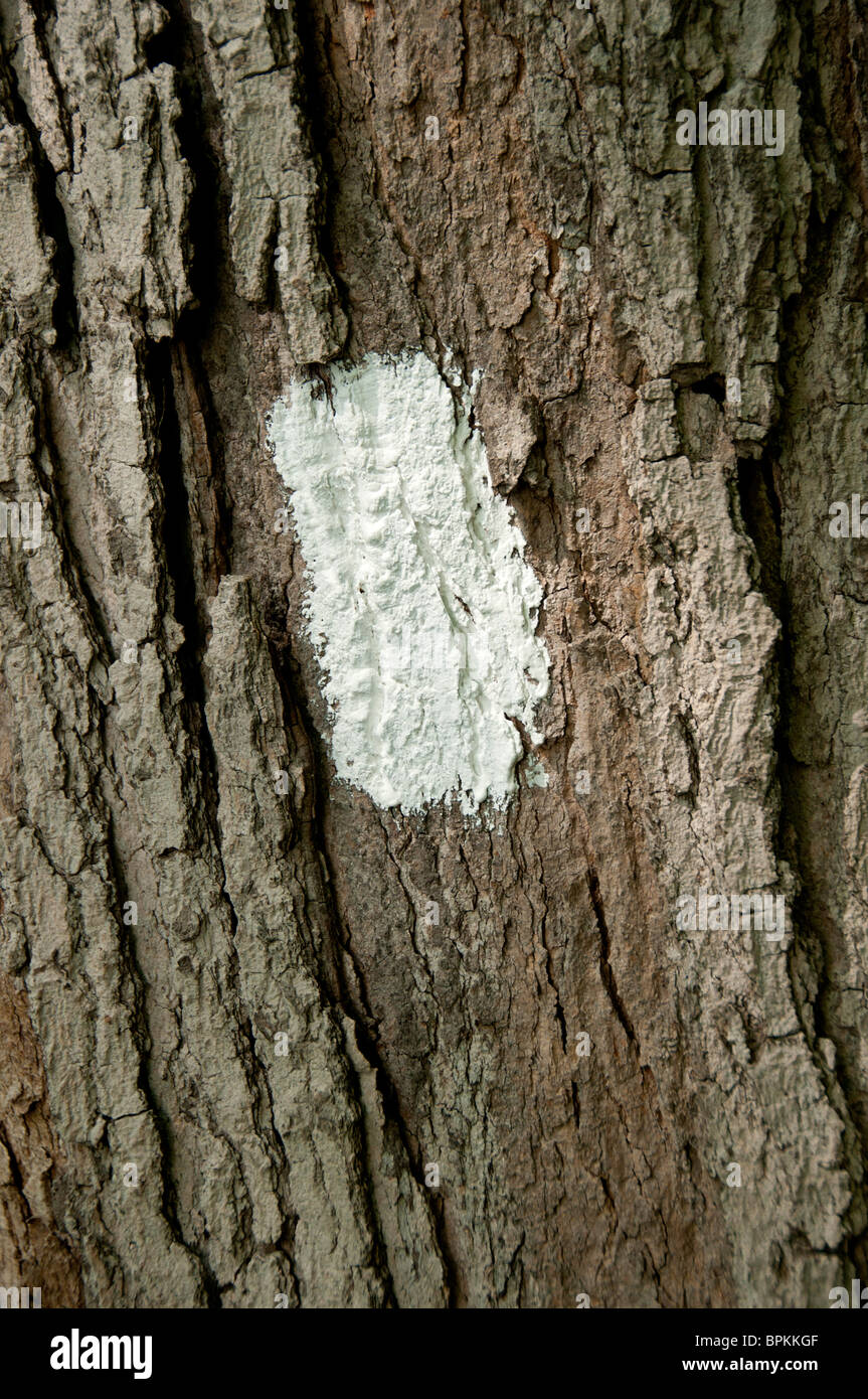 Colorful trail markers on trees Stock Photo - Alamy