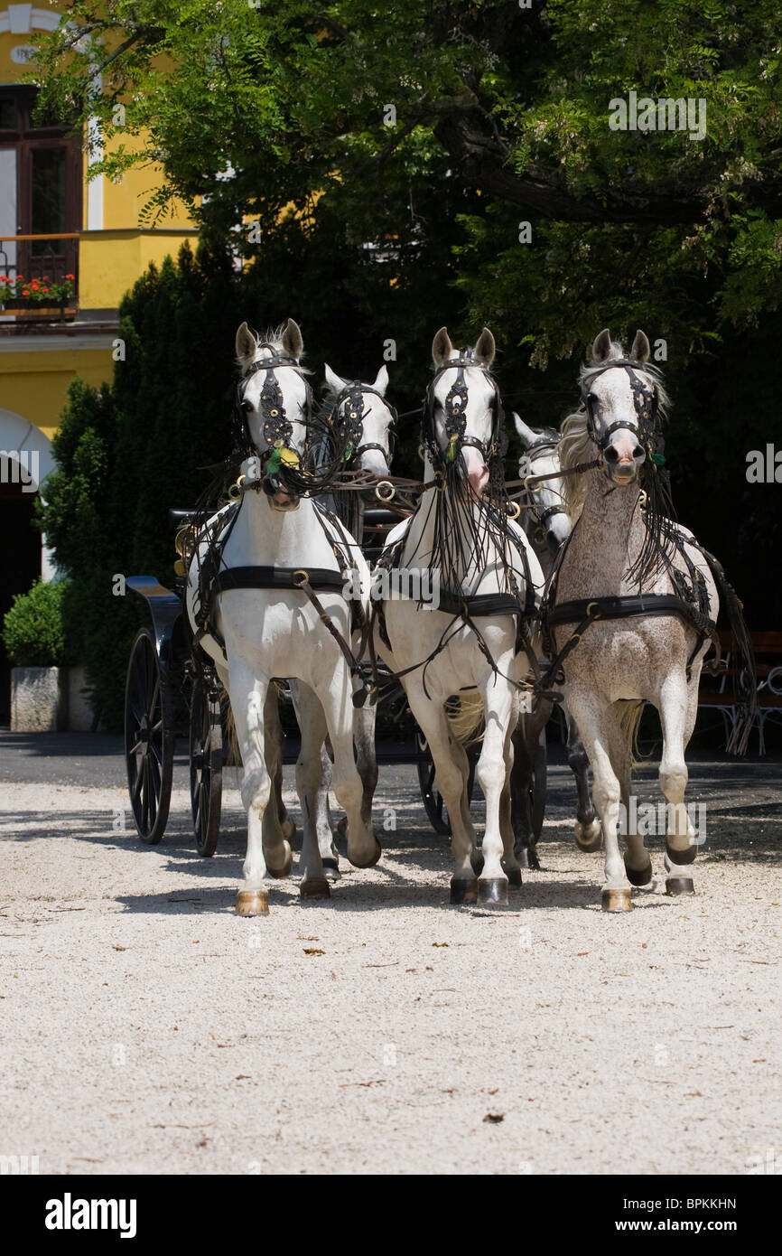 Animal Horse Carriage Drive Babolna Stud Hungary Stock Photo - Alamy