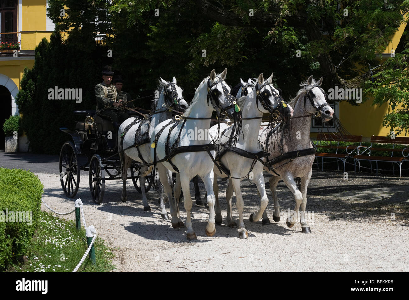 Animal drive hi-res stock photography and images - Alamy