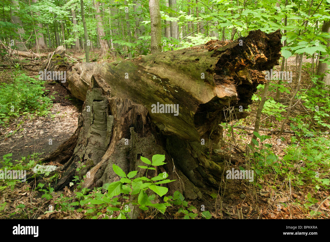 Decayed fallen tree Stock Photo - Alamy