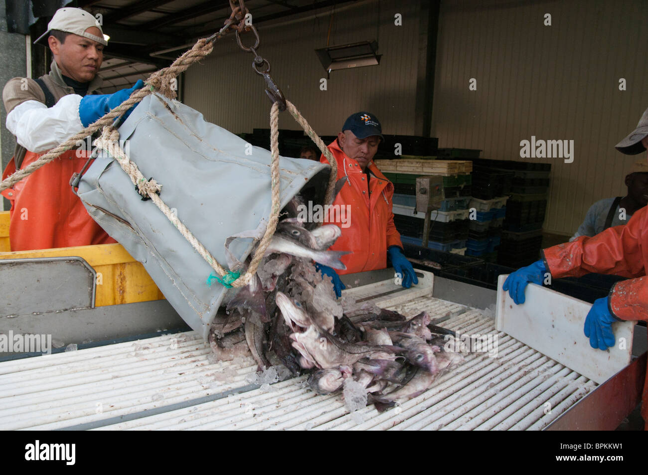 Fishing trawlers offload their catch at a processing facility in ...