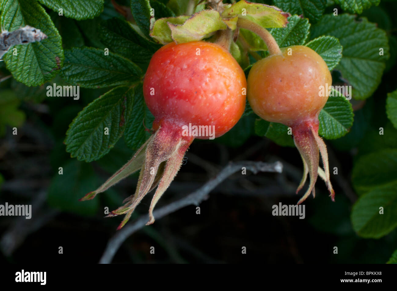Rose Hips, Rosa rugosa, at Eastern Point, Gloucester, MA Stock Photo ...