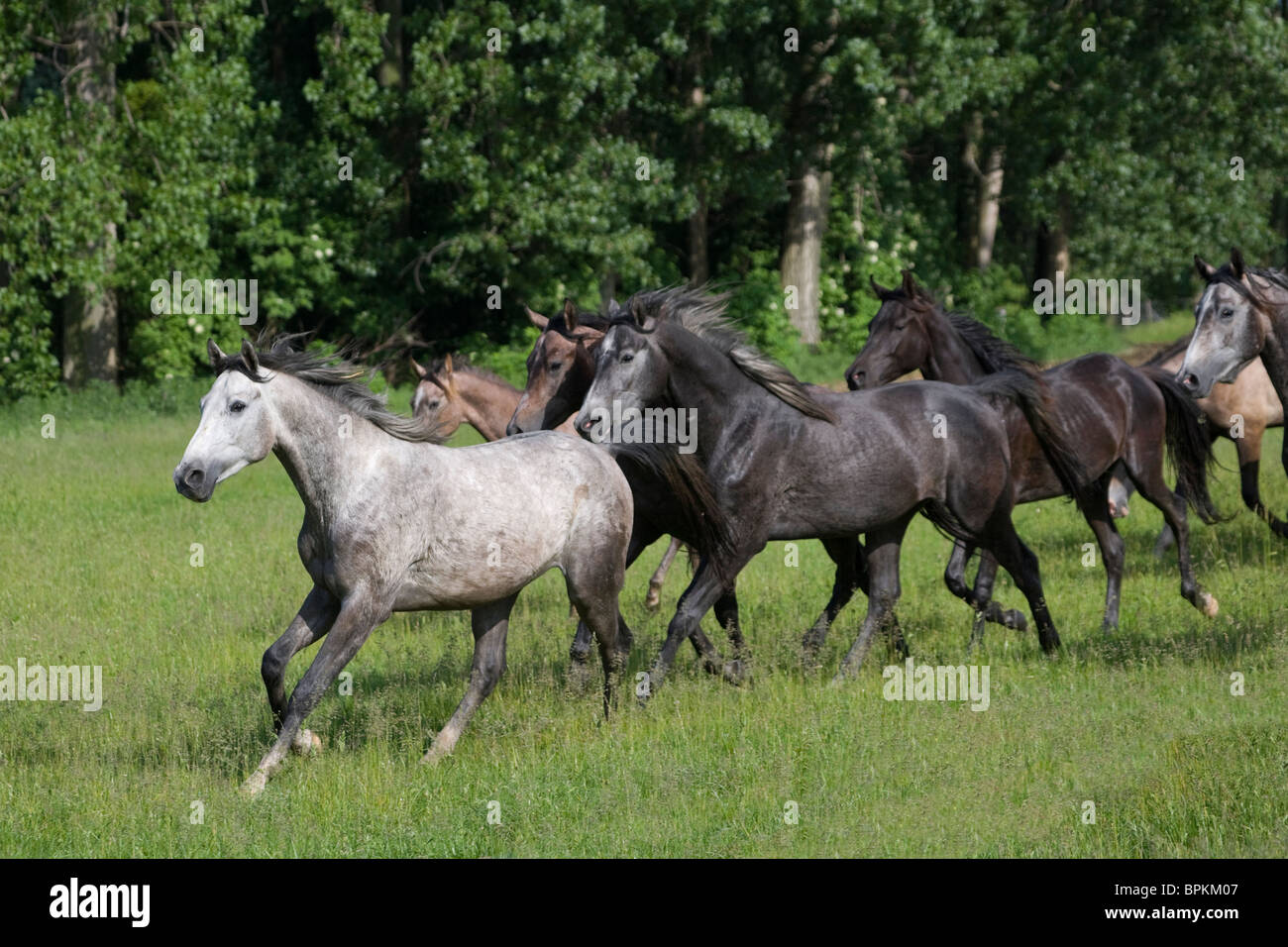 Animal Horse Gallop Babolna Hungary Stud Freedom Stock Photo - Alamy