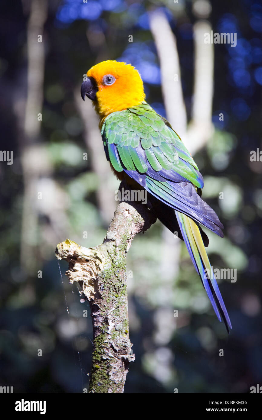 Snapshot of Jandaia parakeet - small parrot with yellow head native of ...
