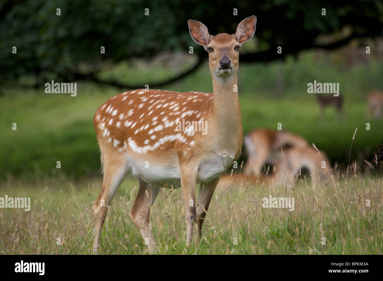 Female Red Deer (Hind) grazing Stock Photo - Alamy
