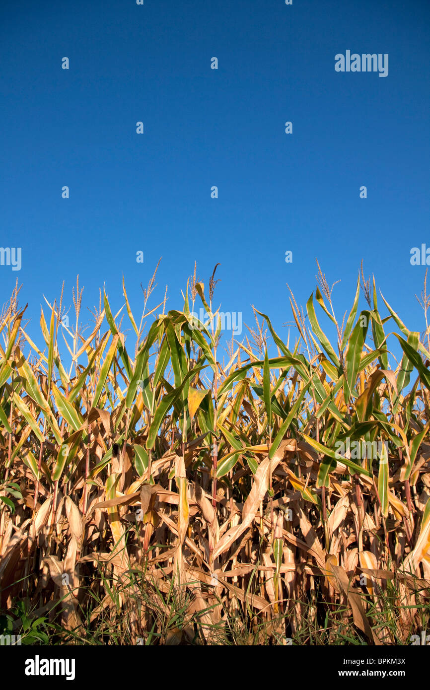 Midwestern corn fields hi-res stock photography and images - Alamy
