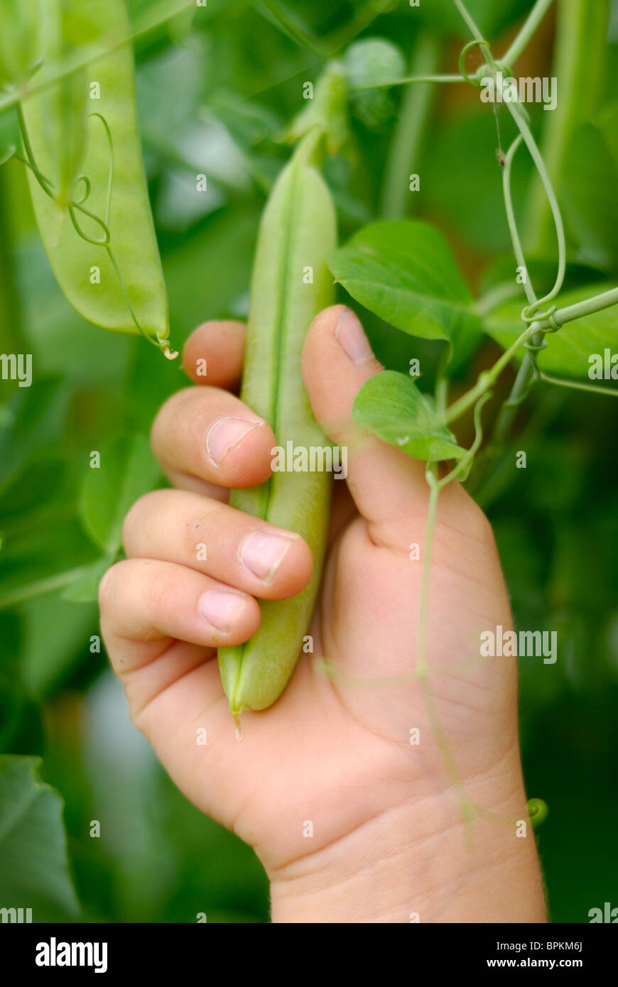 Child hand with pea pod Stock Photo - Alamy