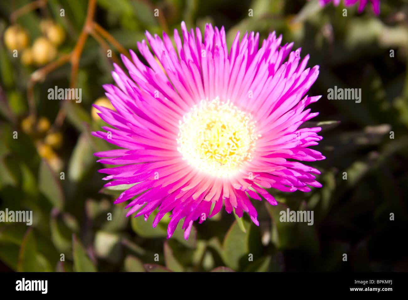Snapshot of purple carpobrotus edulis flower Stock Photo - Alamy