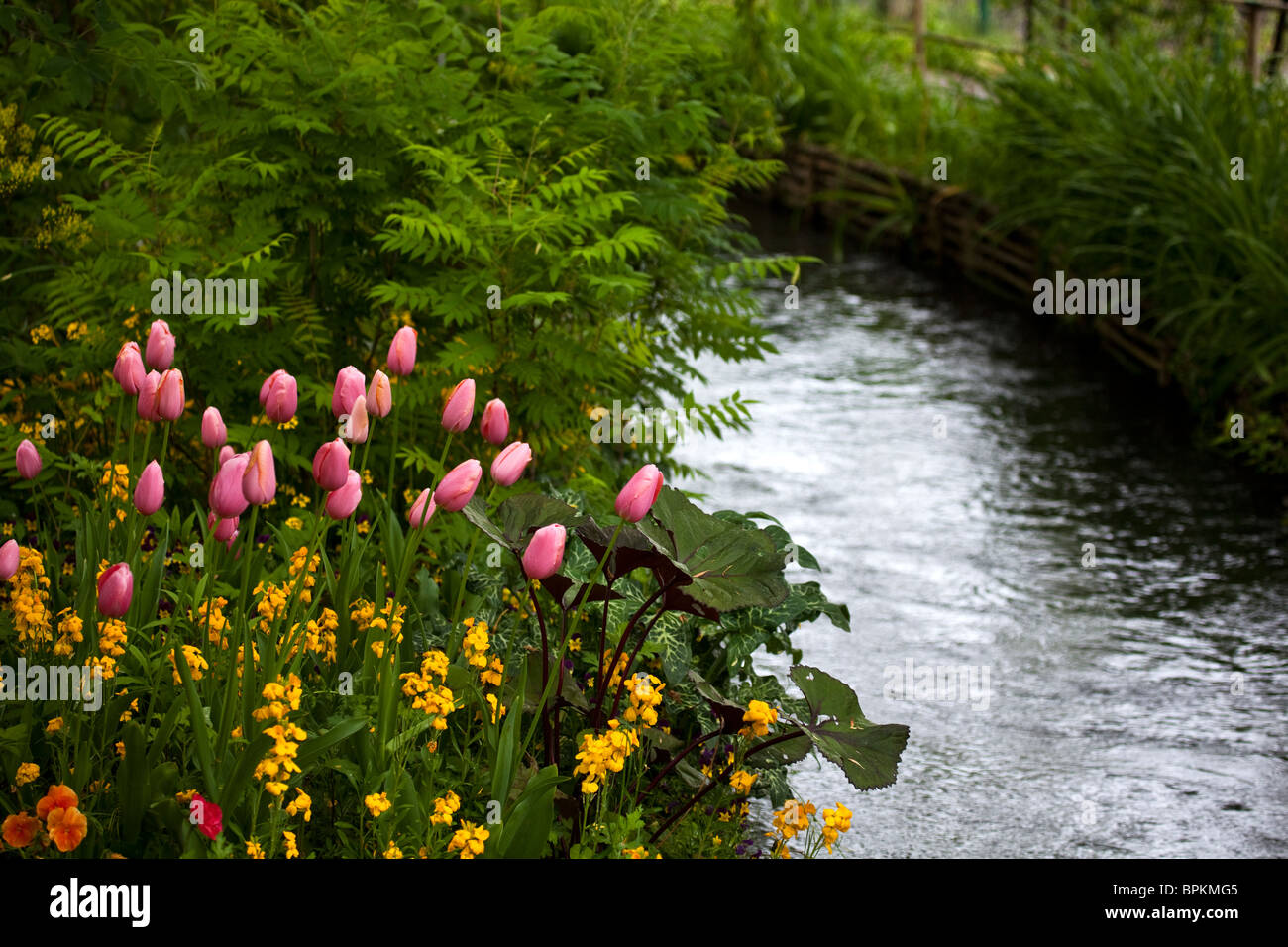Or The Danube River The Tulip