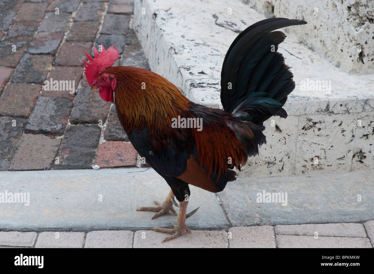 Chicken key west hi-res stock photography and images - Alamy