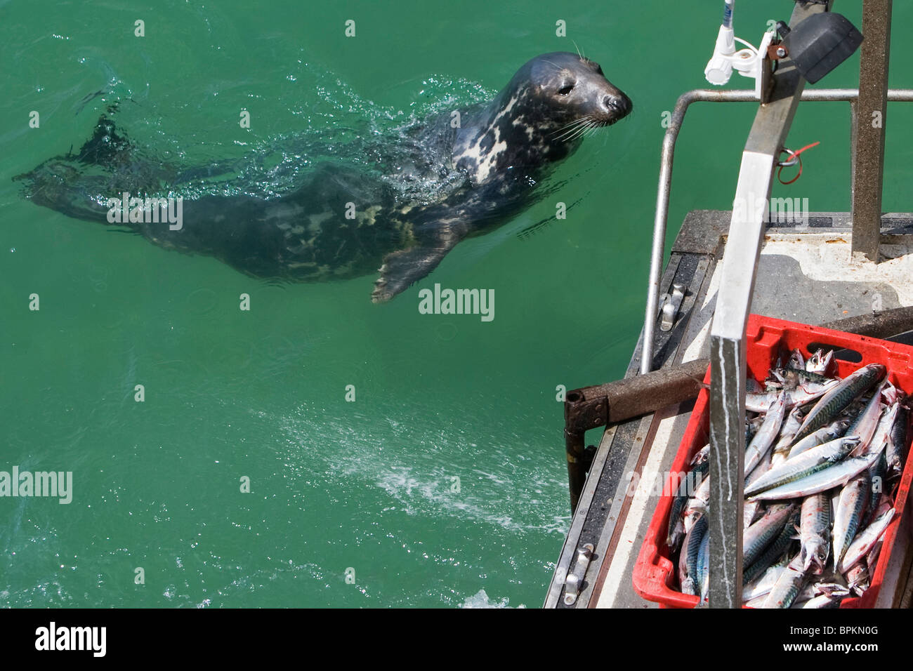 St ives seal hi-res stock photography and images - Alamy