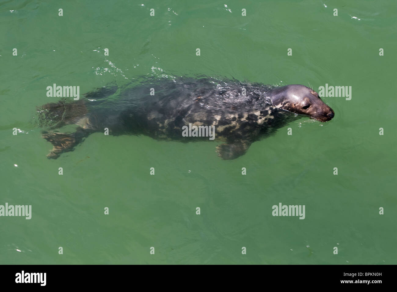 Sammy the seal hi-res stock photography and images - Alamy