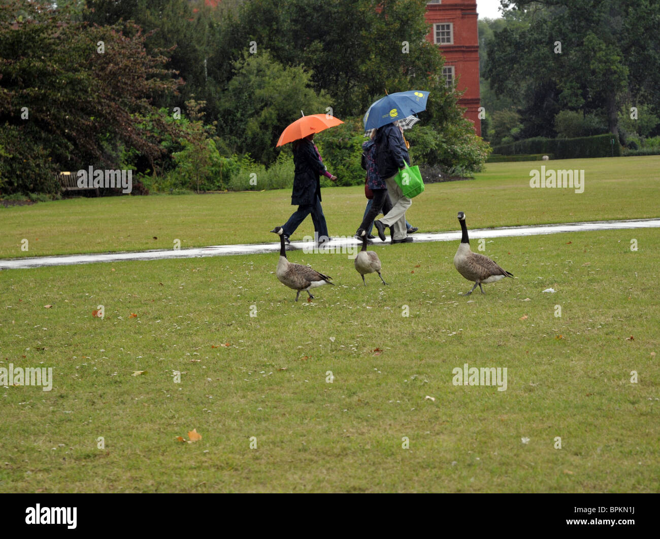 canadian geese enjoying the rain unlike the tourist at kew gardens ...