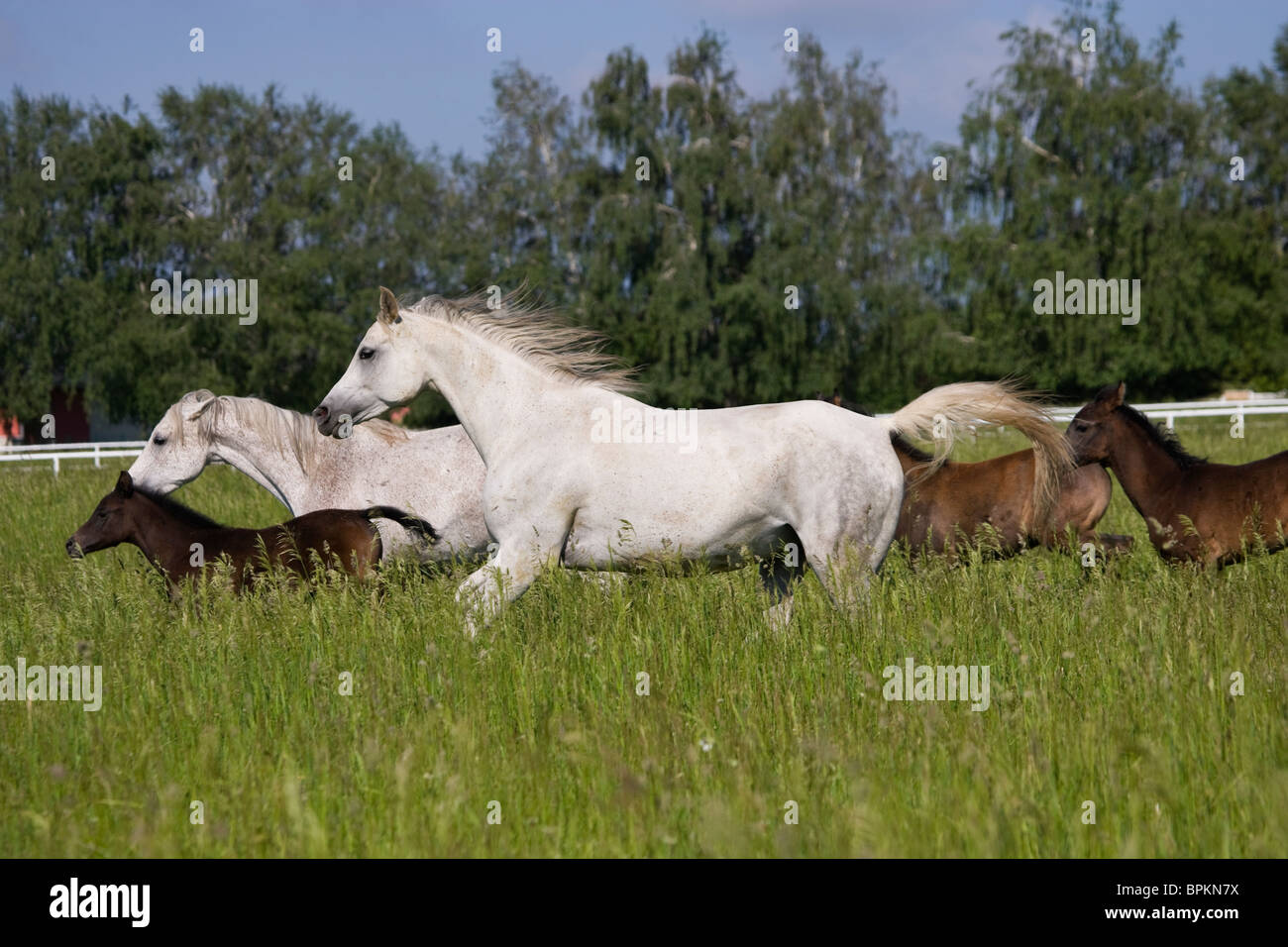 Horse galloping hi-res stock photography and images - Alamy