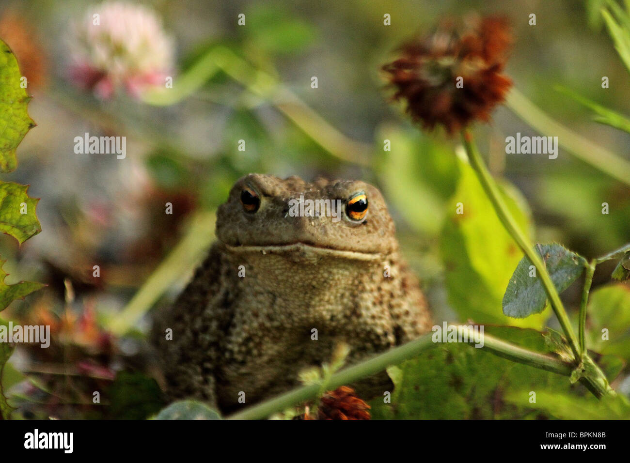 Mr toad hi-res stock photography and images - Alamy