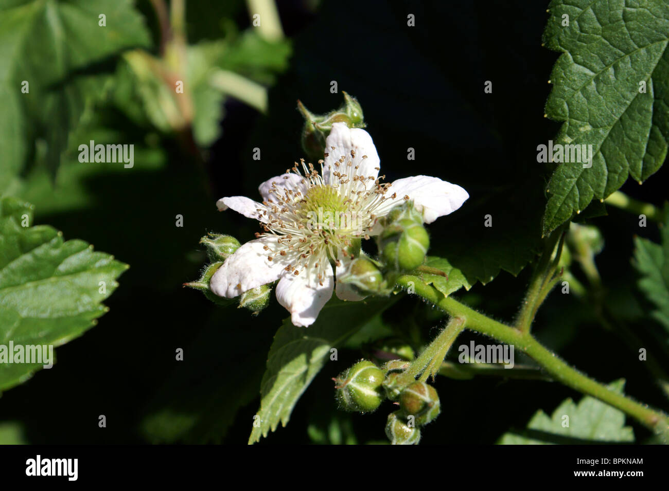 Diarrhea flower hi-res stock photography and images - Alamy