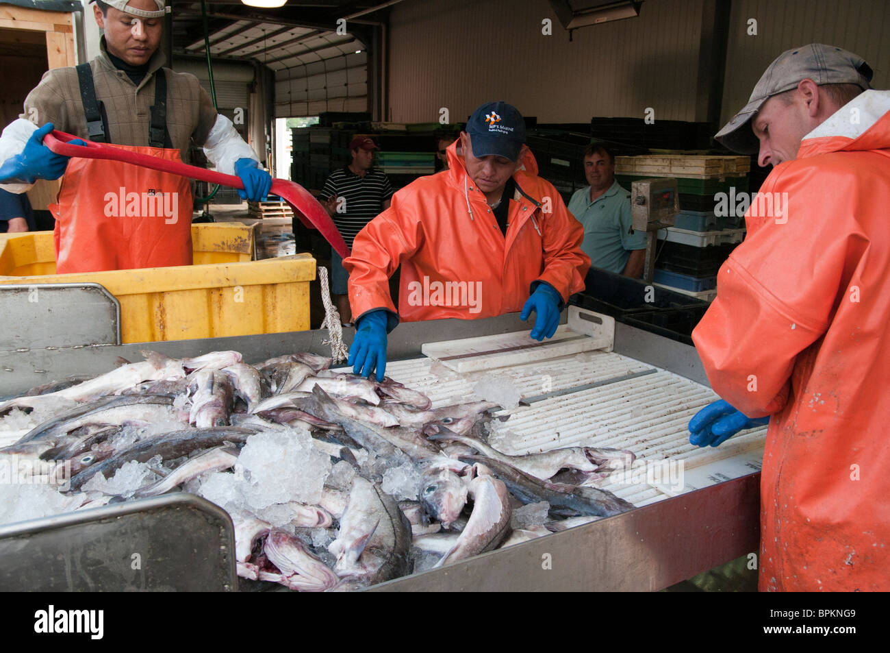 Fish processing plant england hi-res stock photography and images - Alamy