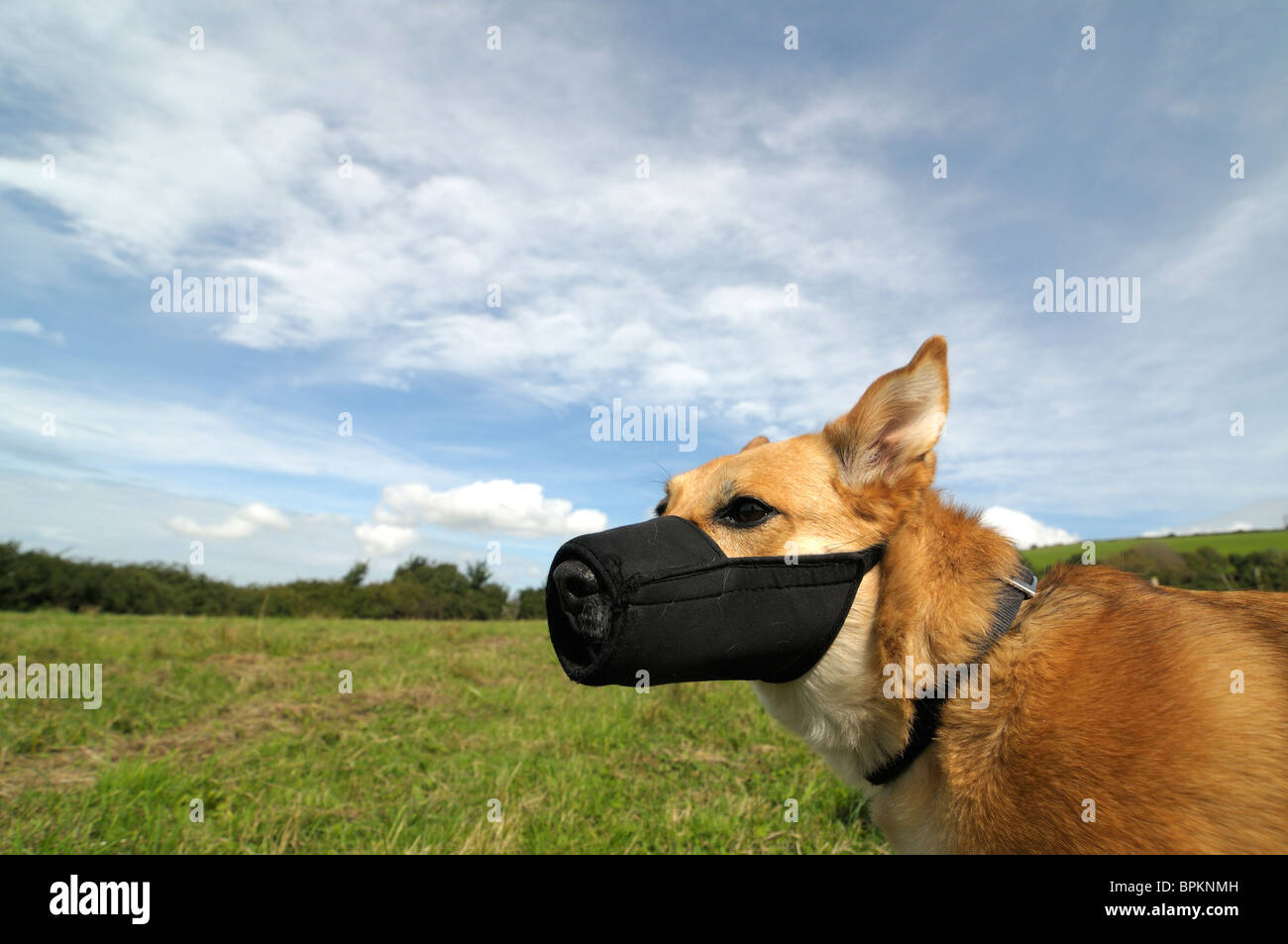 Muzzled hi-res stock photography and images - Alamy