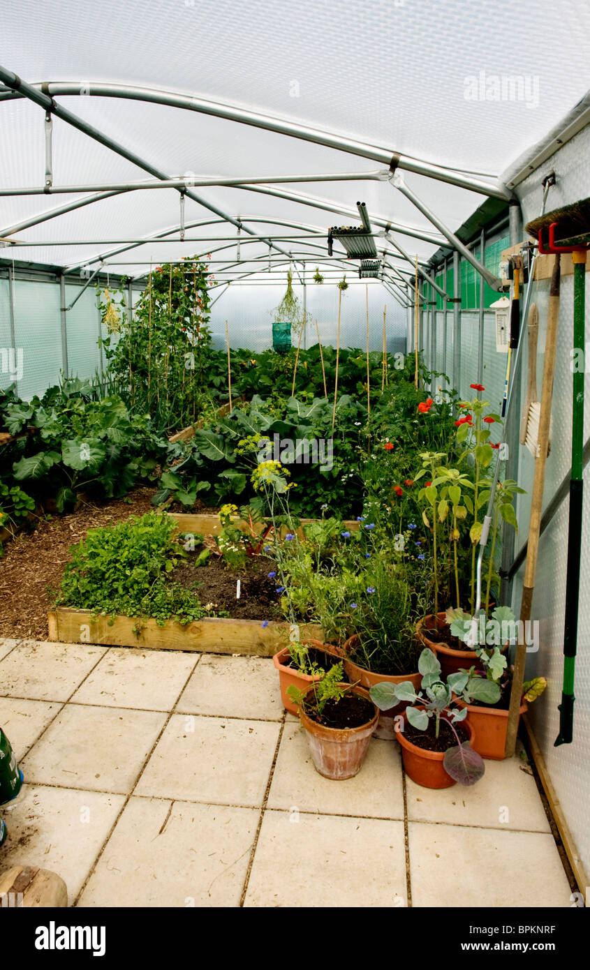 Plants growing inside polytunnel hi-res stock photography and images ...