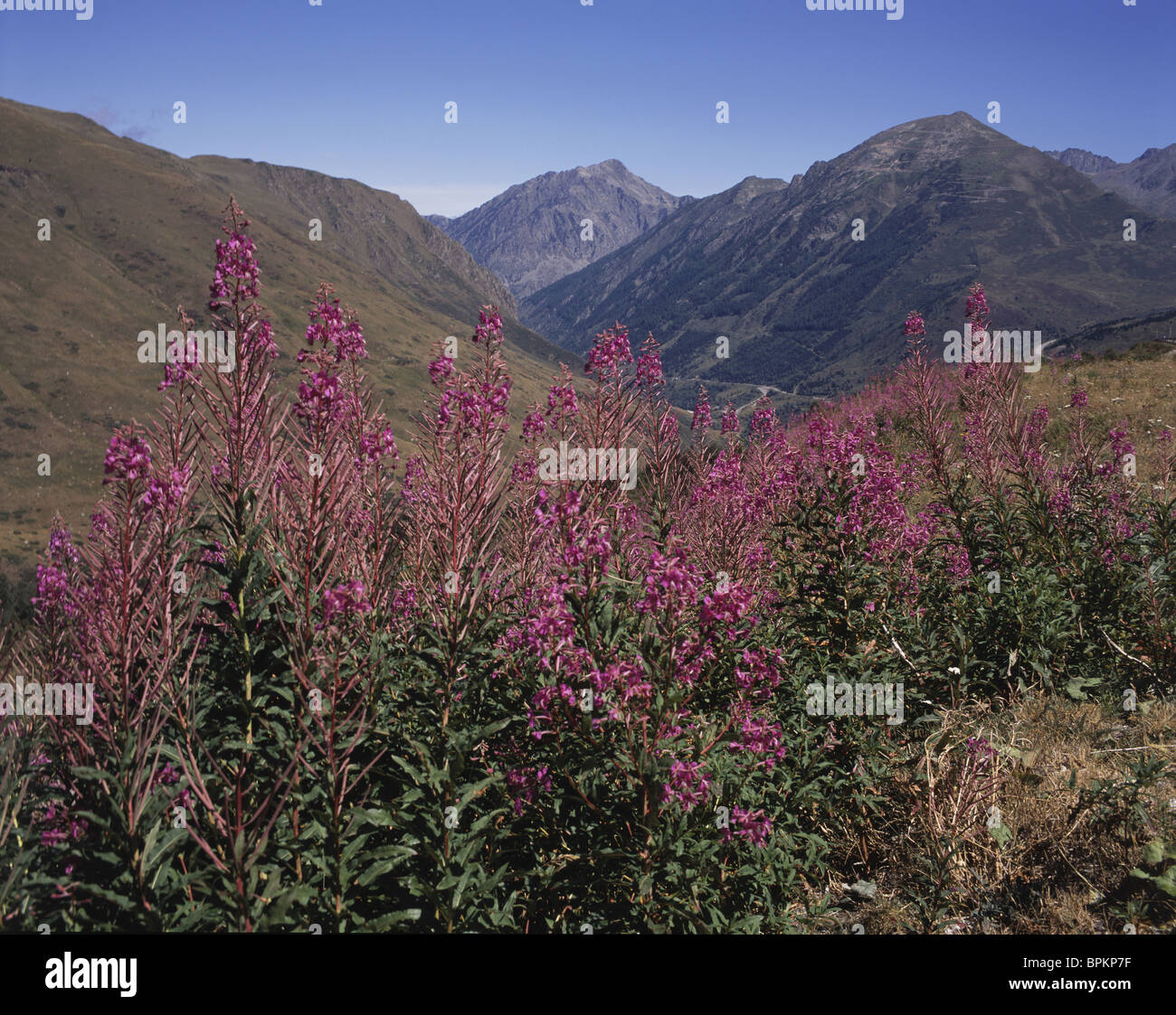 Typical scenery, Andorra Stock Photo - Alamy