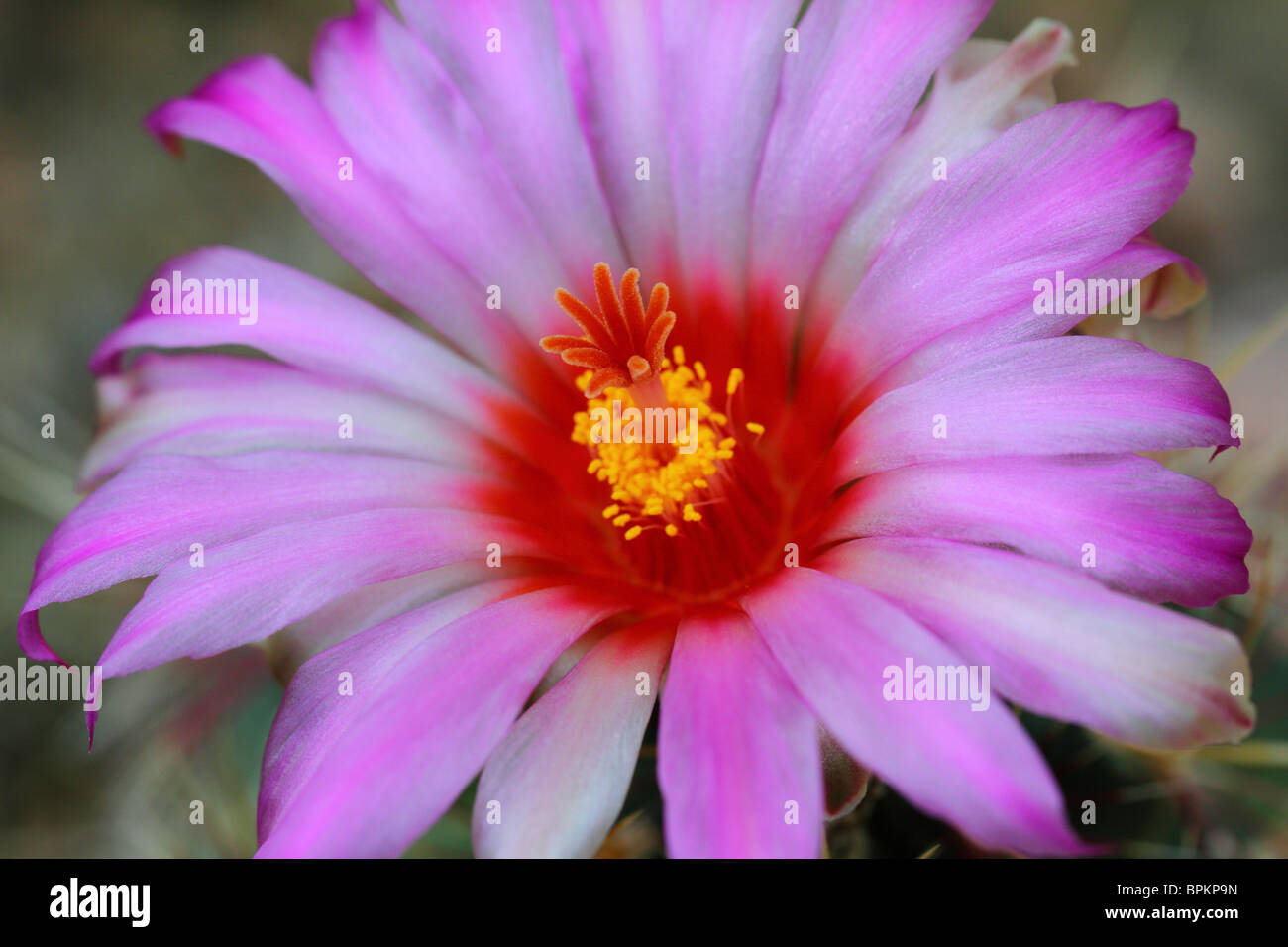 Cactus purple flower hi-res stock photography and images - Alamy