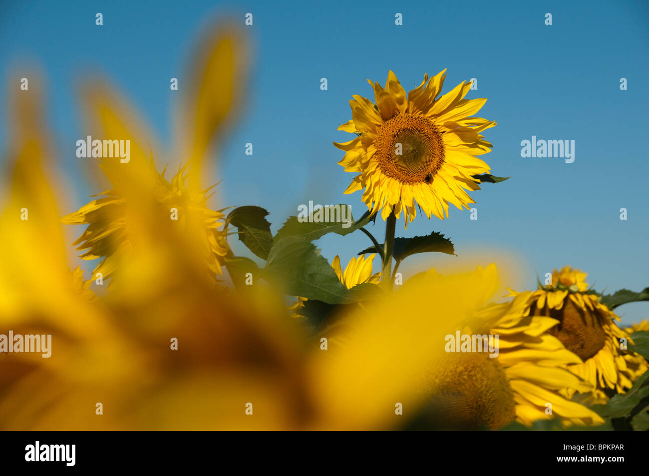 Tallest sunflower hi-res stock photography and images - Alamy