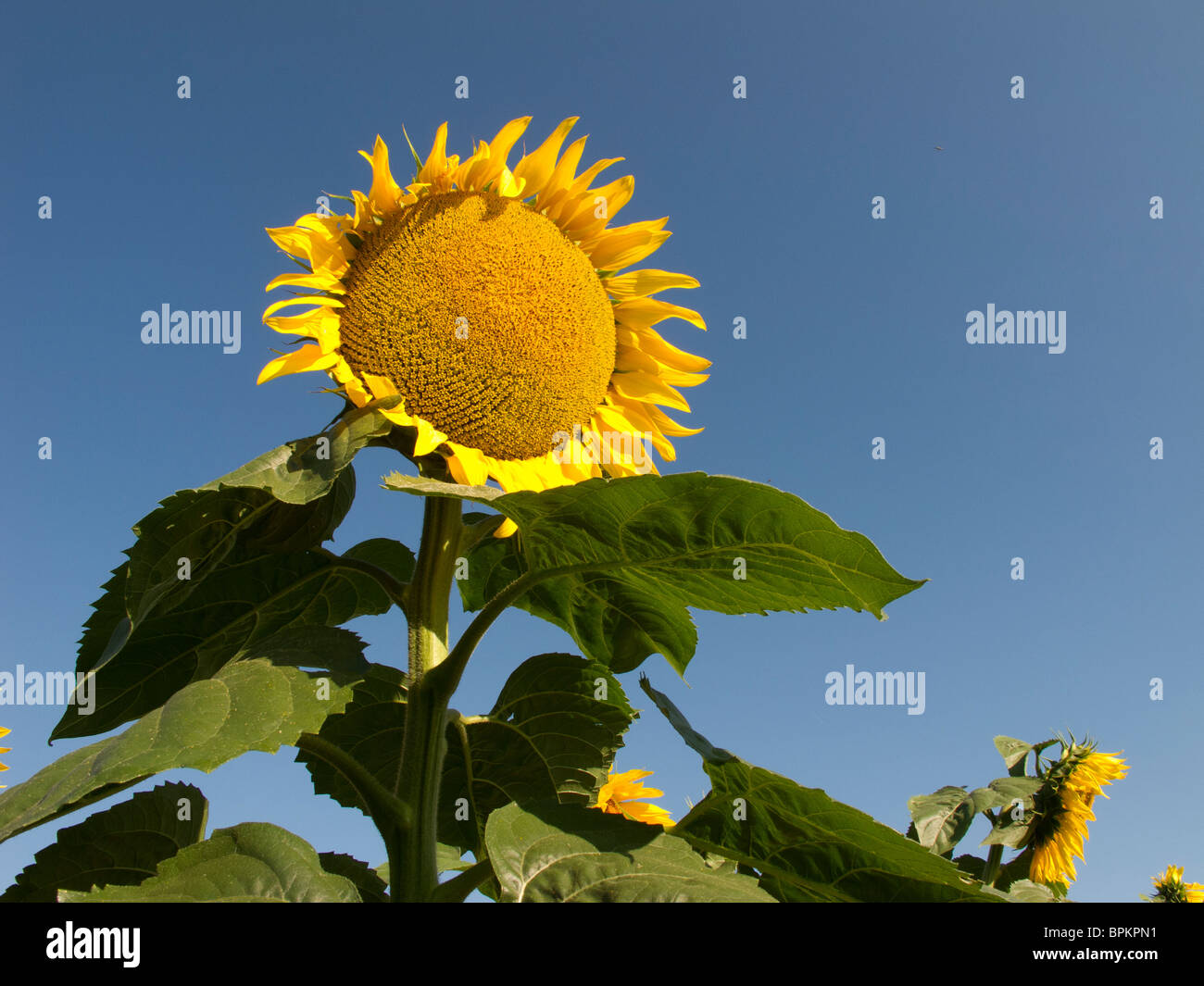 Sunflower standing tall Stock Photo - Alamy