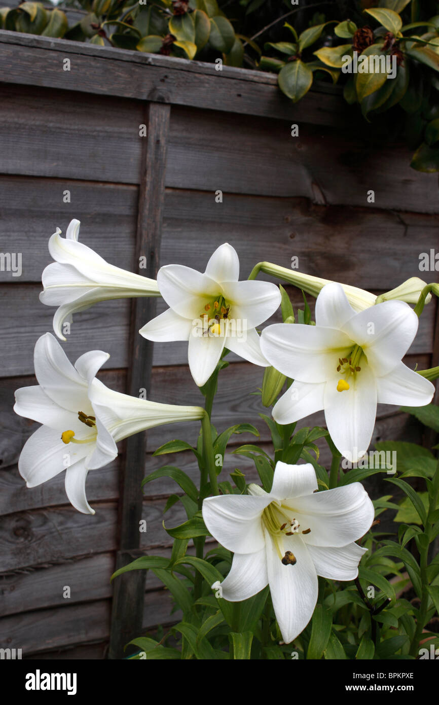 LILIUM WHITE HEAVEN. LILY Stock Photo - Alamy