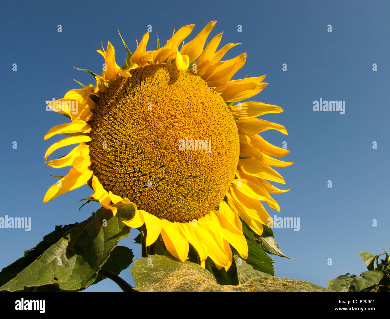 Sunflower standing tall Stock Photo - Alamy