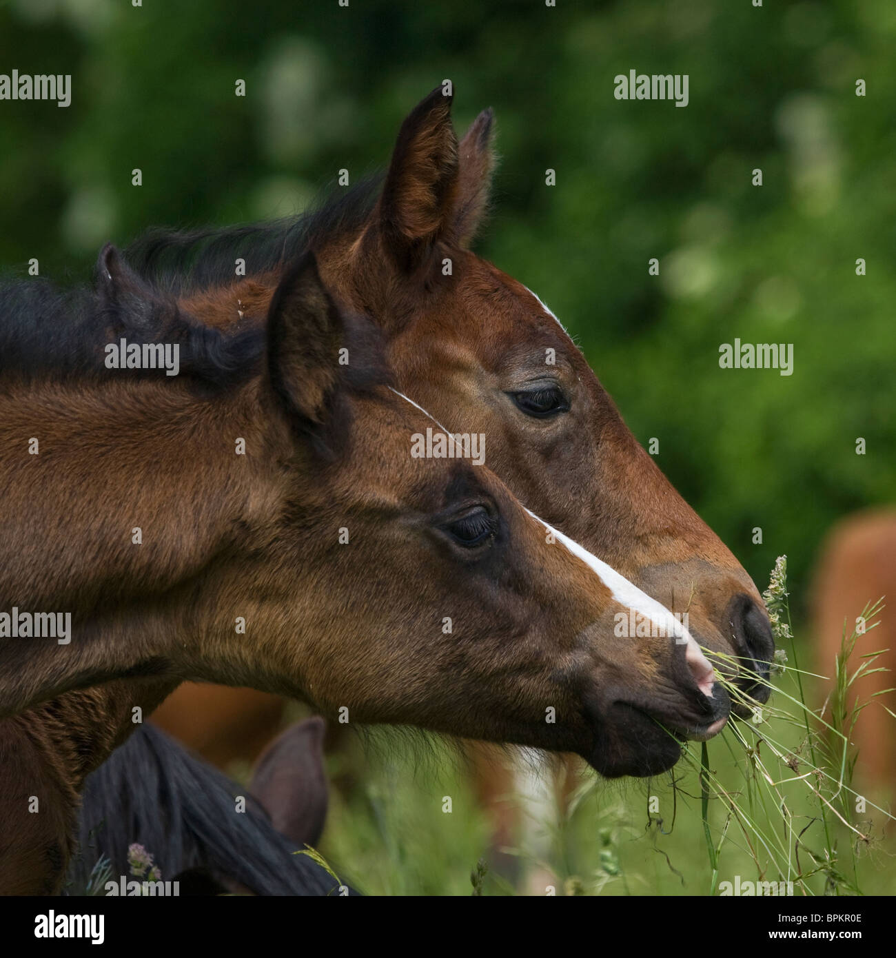 Babolna hi-res stock photography and images - Alamy