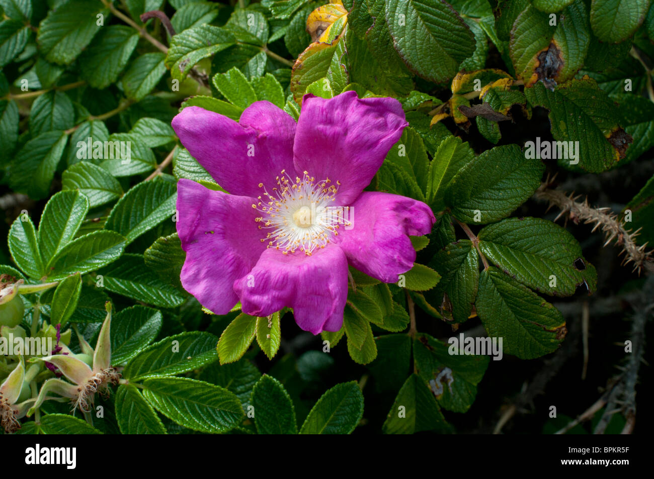 Rosa ma hi-res stock photography and images - Alamy