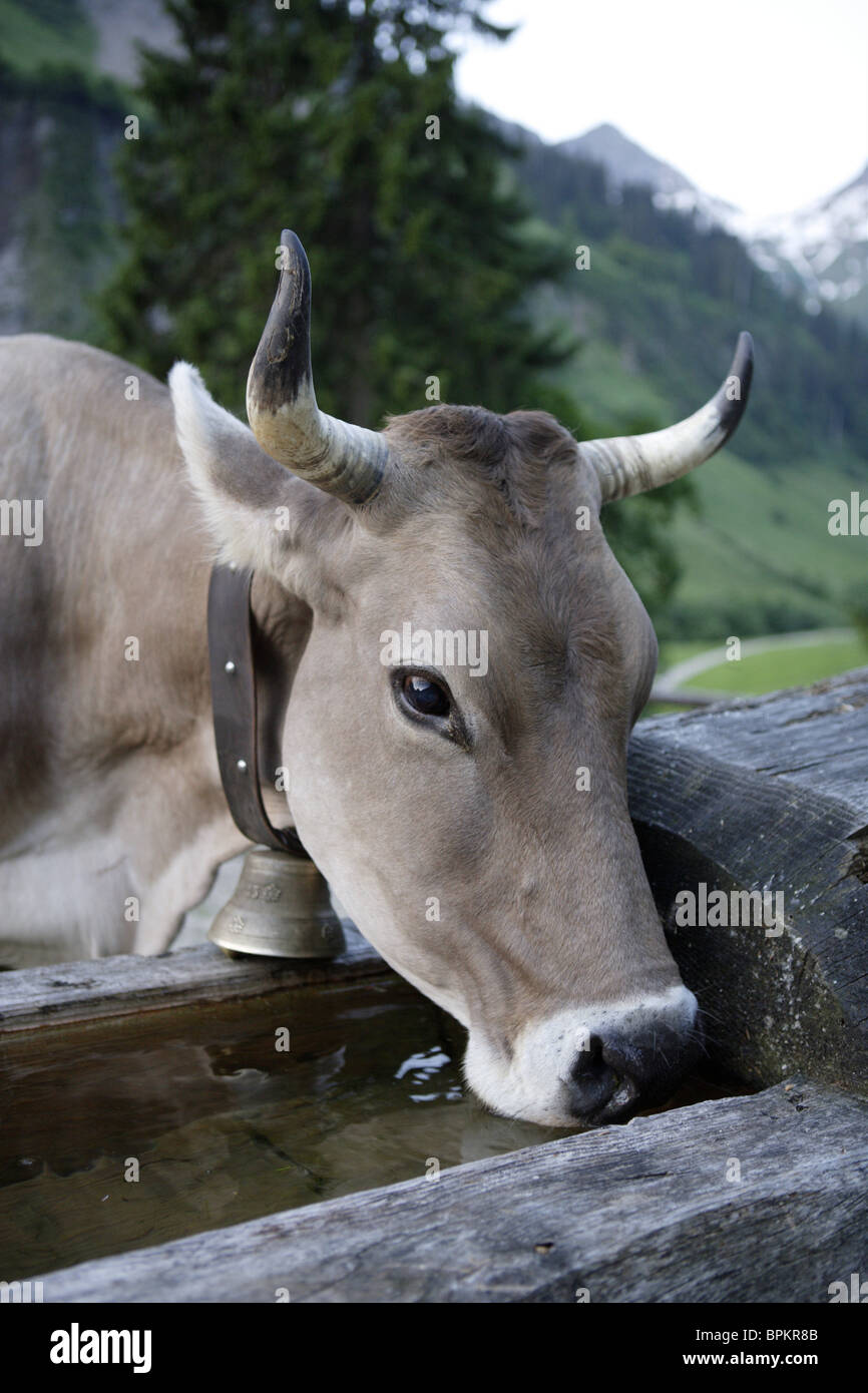 Milk cow in Hintersteiner Tal, Bad Hindelang, Allgau, Swabia, Bavaria ...