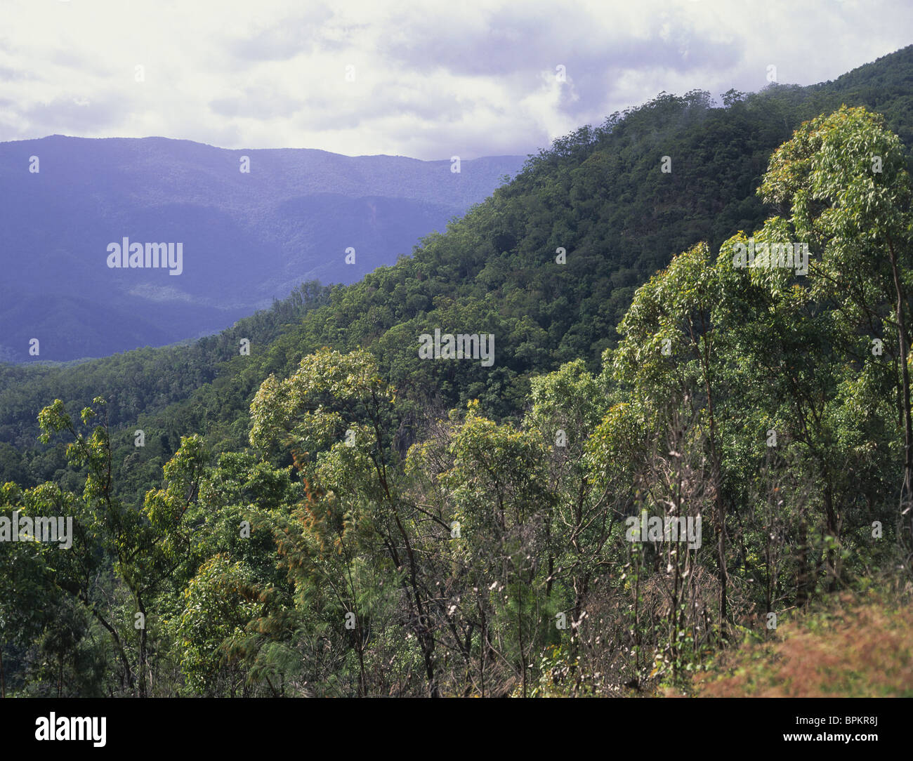 Tropical Rainforest, Queensland, Australia Stock Photo - Alamy