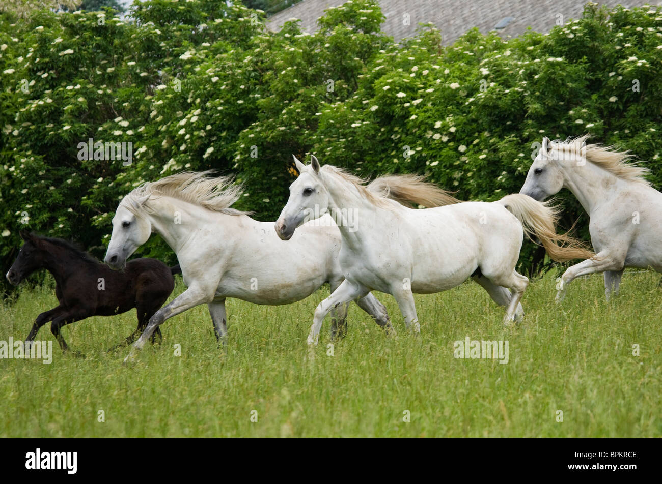 Animal Horse Gallop Babolna Hungary Stud Freedom Stock Photo - Alamy