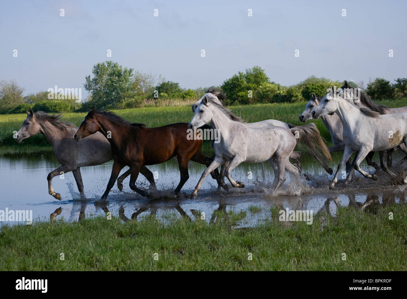 Horse galloping hi-res stock photography and images - Alamy