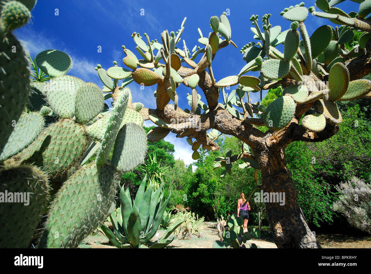DUBROVNIK, CROATIA. Giant cacti in the botanical garden on Lokrum ...