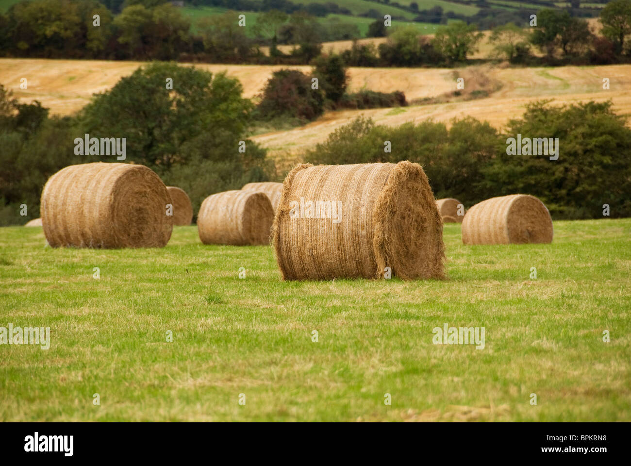Hay rolls near Kinsale, County Cork, Ireland Stock Photo - Alamy