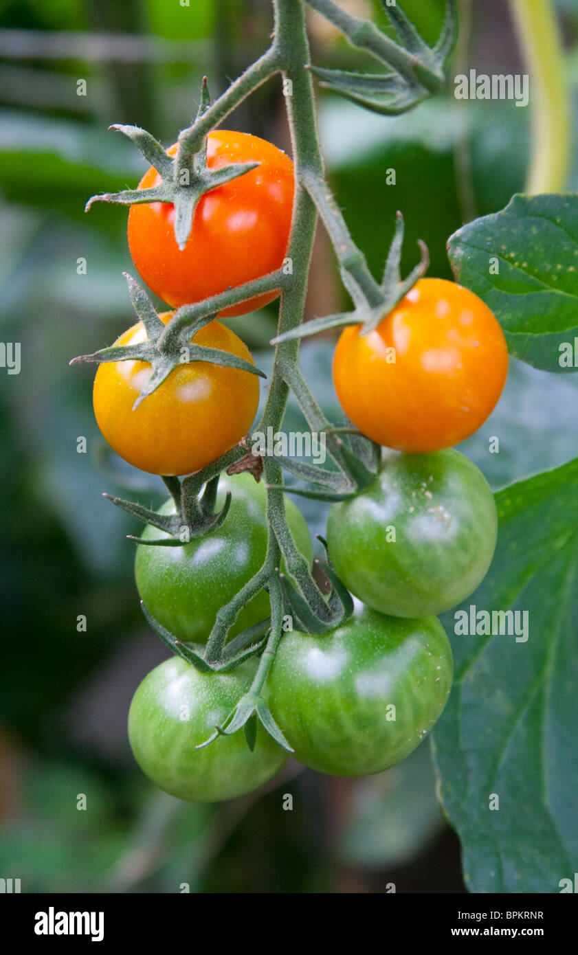 Tomato sunrise hi-res stock photography and images - Alamy