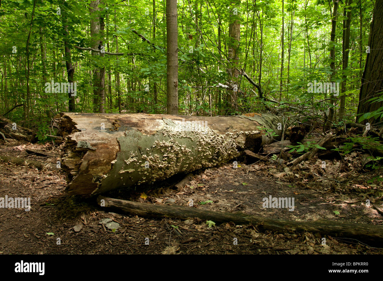 Decayed fallen tree Stock Photo - Alamy
