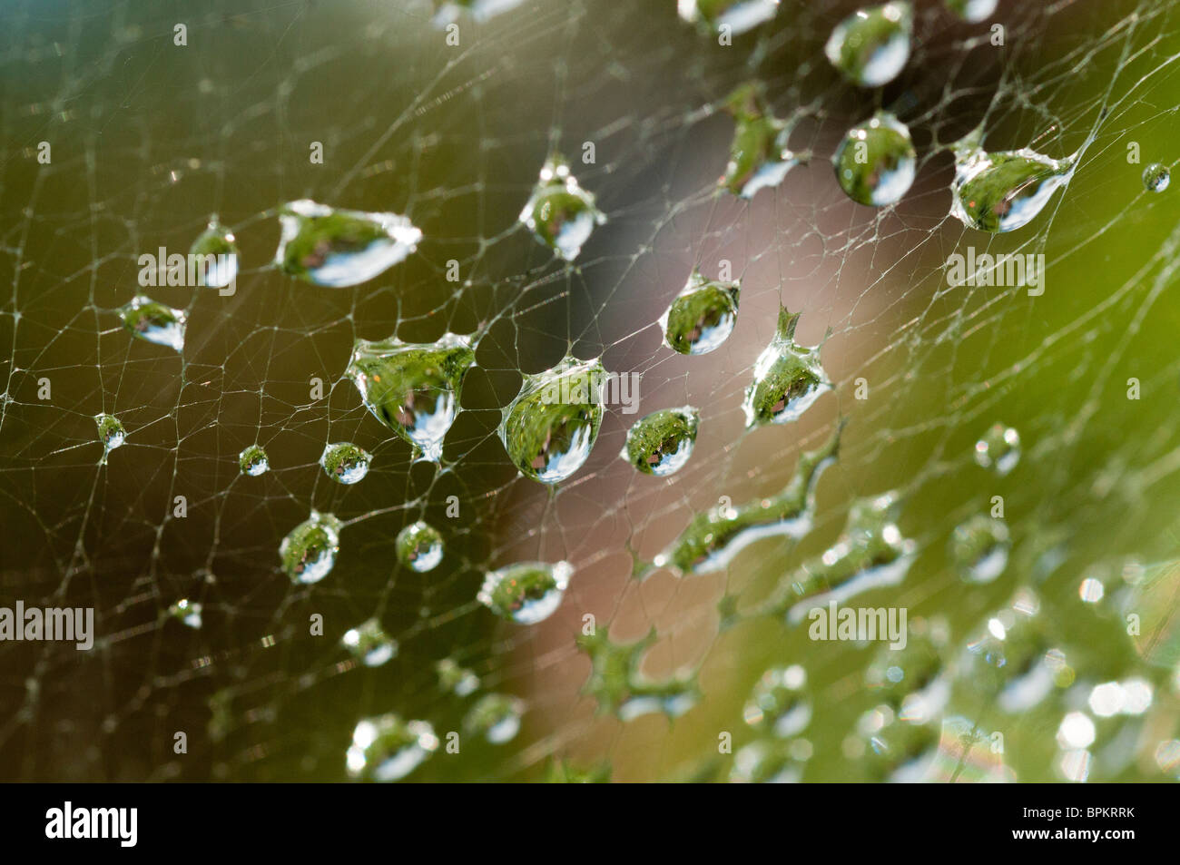 Moisture on spiders web hi-res stock photography and images - Alamy