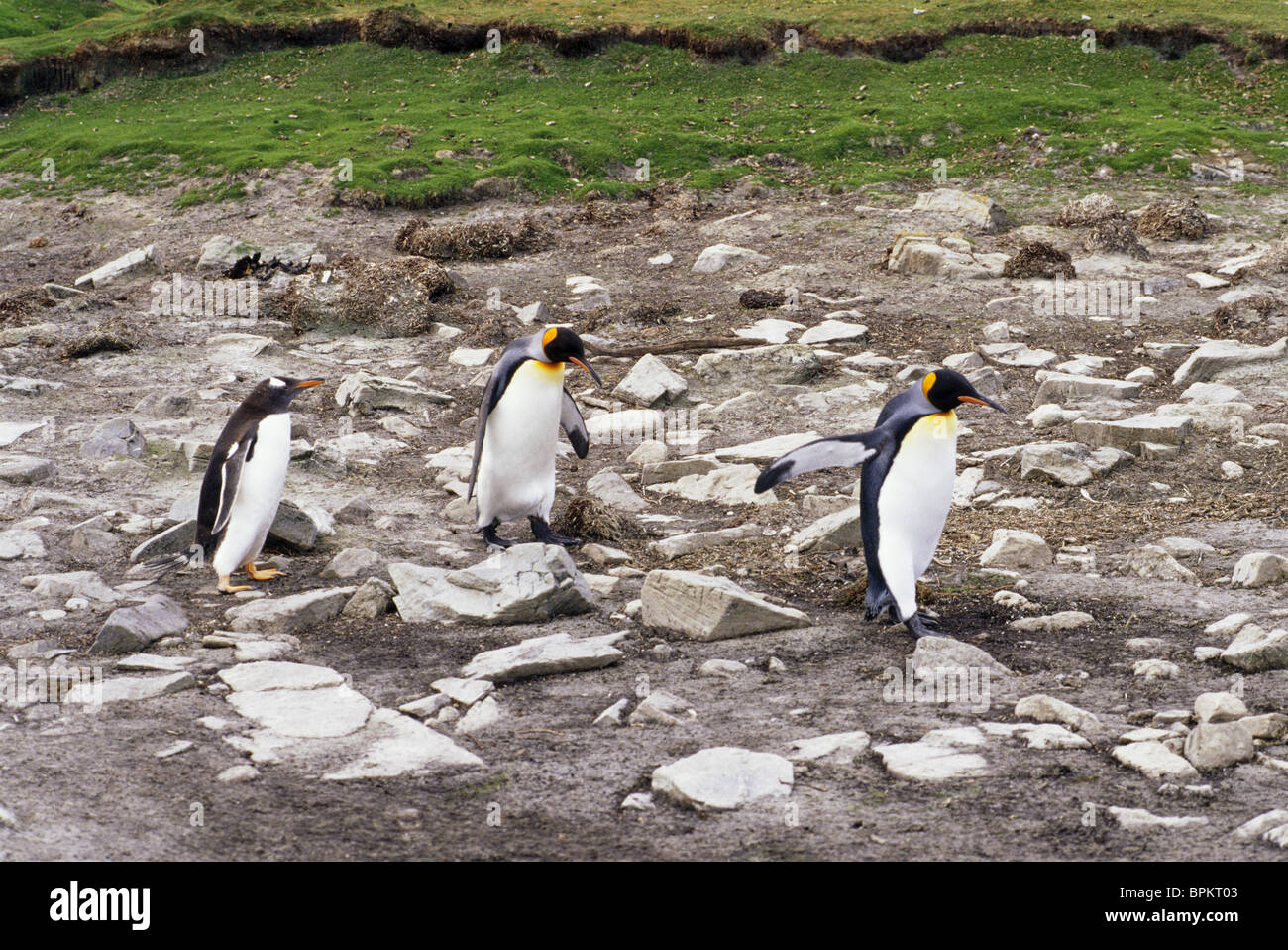 Bluff cove lagoon hi-res stock photography and images - Alamy