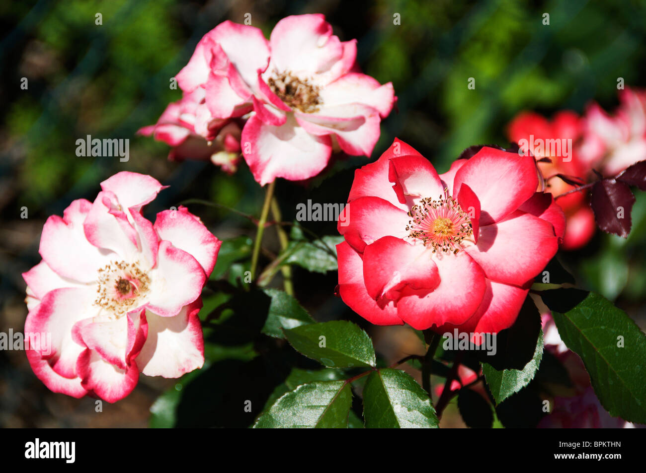 Betty boop hi-res stock photography and images - Alamy