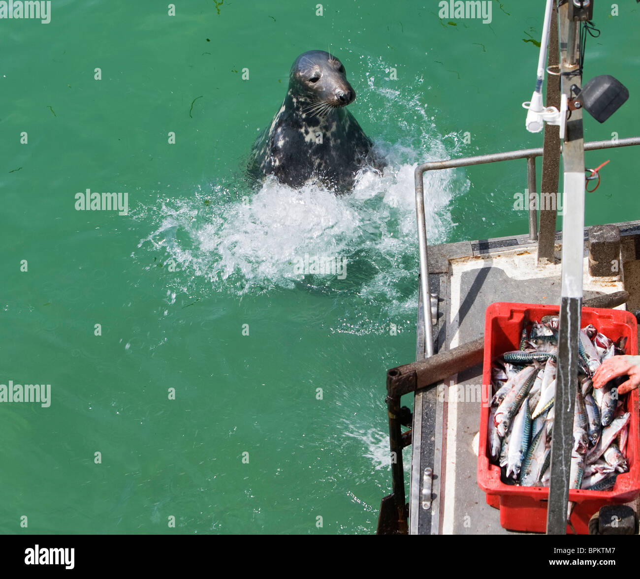 Seal & Fish Stock Photo - Alamy