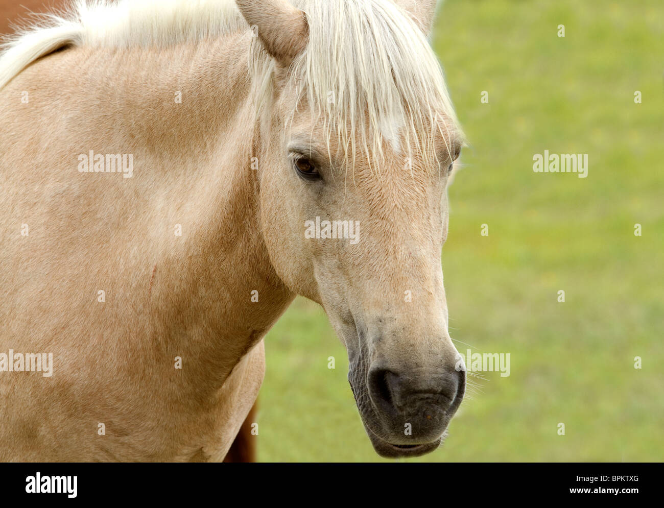 Light colored horse hi-res stock photography and images - Alamy