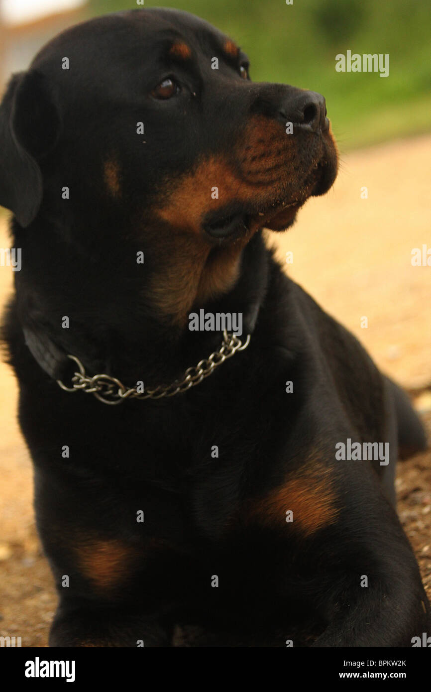 Rottweiler portrait hi-res stock photography and images - Alamy