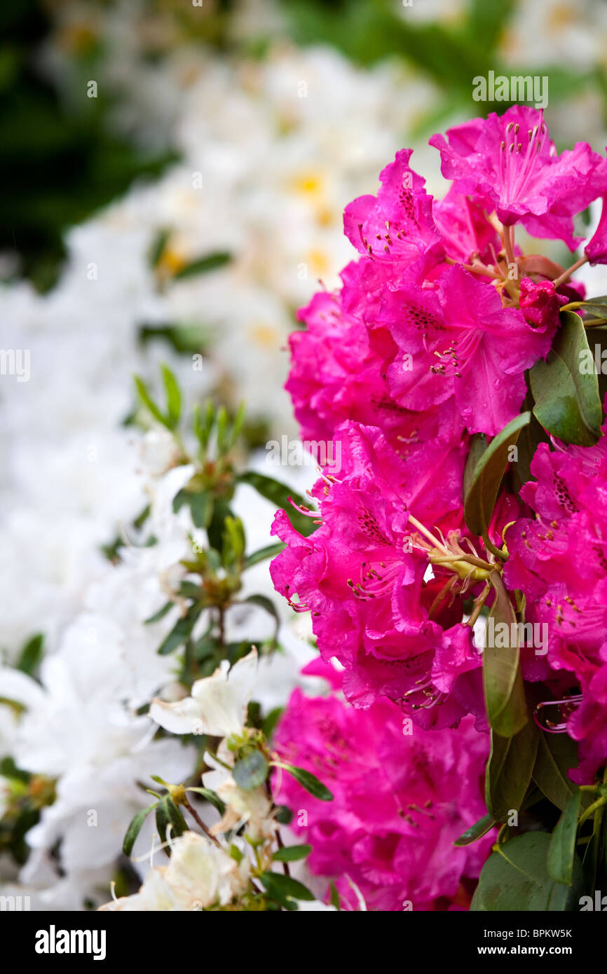 Rhododendron red and white hi-res stock photography and images - Alamy